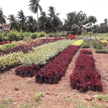 Nurseries in kadiyam | kadiyam Nursery |wholesale Plants Nursery in Kadiyam
