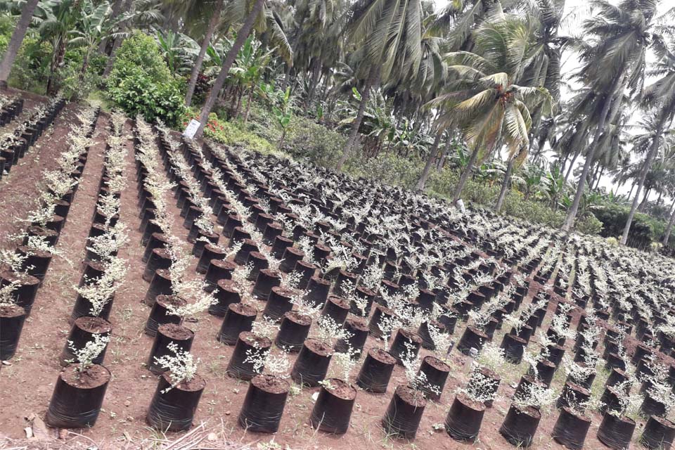 Nurseries in kadiyam | kadiyam Nursery |wholesale Plants Nursery in Kadiyam