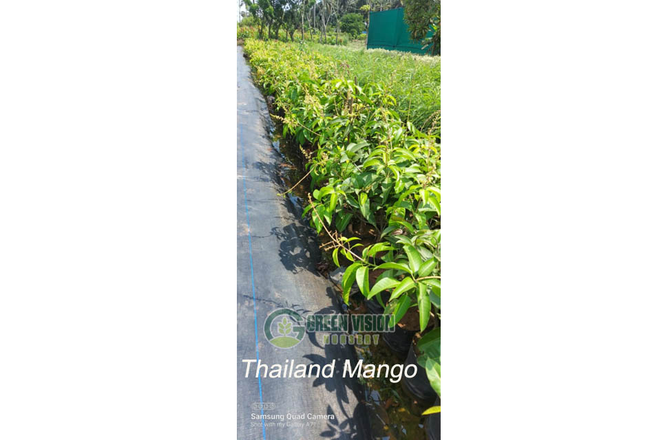 Nurseries in kadiyam | kadiyam Nursery |wholesale Plants Nursery in Kadiyam