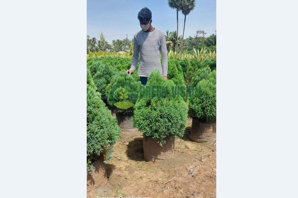Nurseries in kadiyam | kadiyam Nursery |wholesale Plants Nursery in Kadiyam