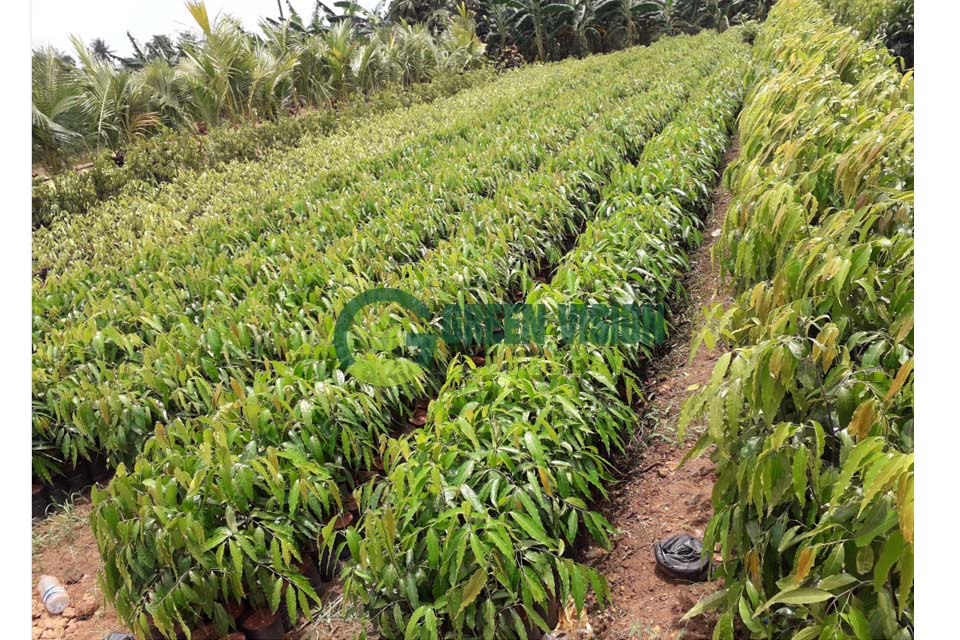 Nurseries in kadiyam | kadiyam Nursery |wholesale Plants Nursery in Kadiyam