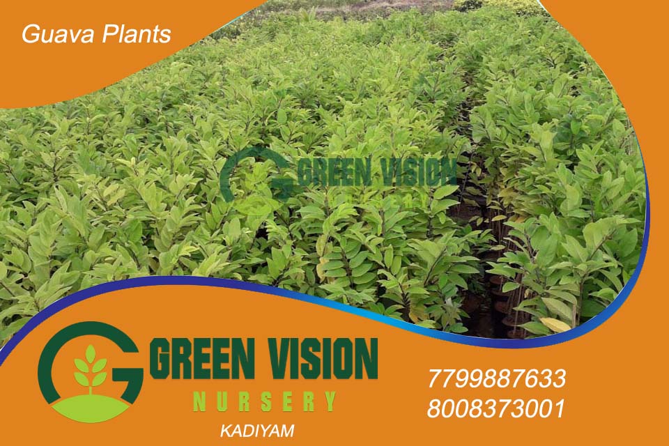 Nurseries in kadiyam | kadiyam Nursery |wholesale Plants Nursery in Kadiyam