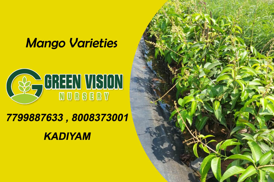 Nurseries in kadiyam | kadiyam Nursery |wholesale Plants Nursery in Kadiyam