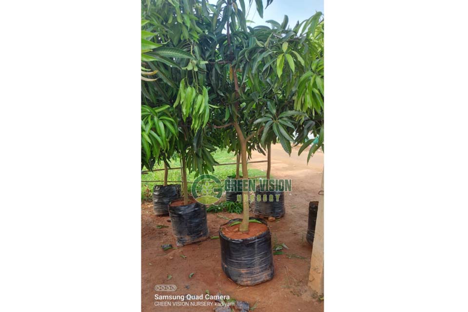 Nurseries in kadiyam | kadiyam Nursery |wholesale Plants Nursery in Kadiyam