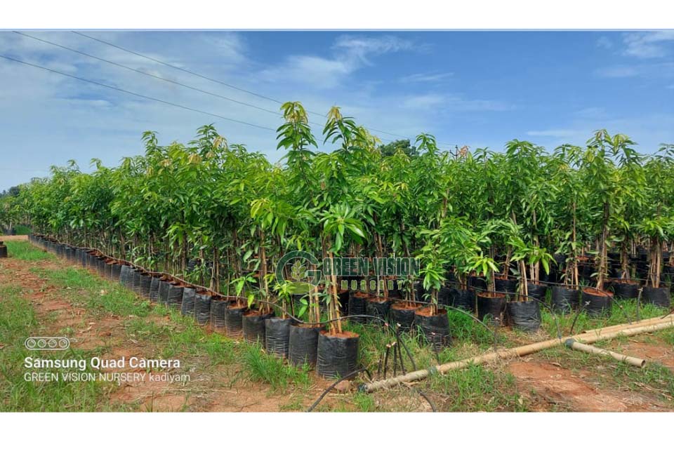 Nurseries in kadiyam | kadiyam Nursery |wholesale Plants Nursery in Kadiyam