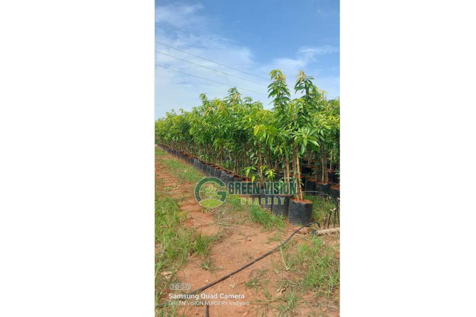 Nurseries in kadiyam | kadiyam Nursery |wholesale Plants Nursery in Kadiyam