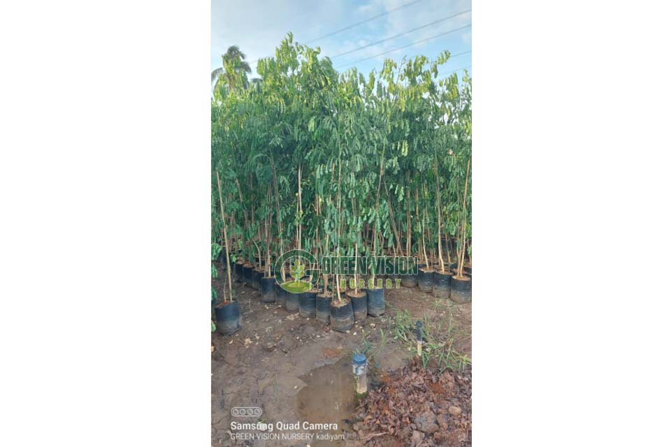 Nurseries in kadiyam | kadiyam Nursery |wholesale Plants Nursery in Kadiyam