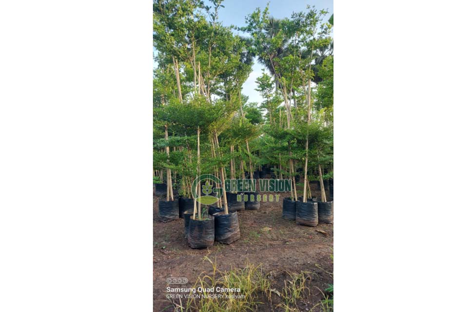 Nurseries in kadiyam | kadiyam Nursery |wholesale Plants Nursery in Kadiyam