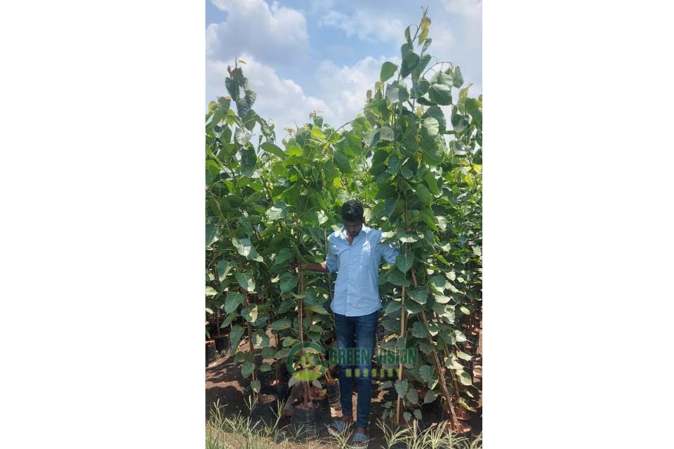 Nurseries in kadiyam | kadiyam Nursery |wholesale Plants Nursery in Kadiyam